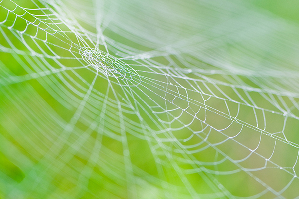 Connectedness and the web of life | Parkview Health