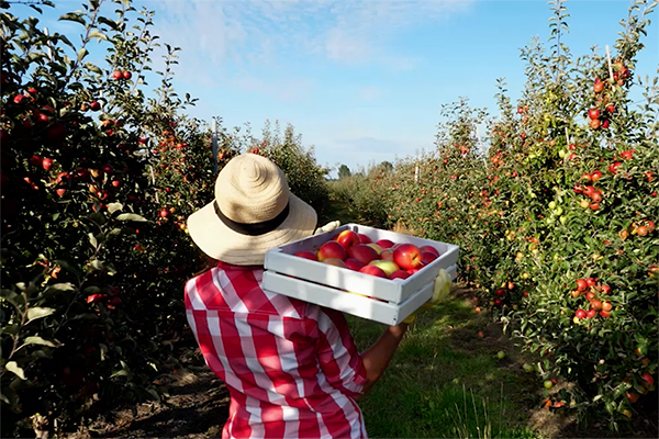 Implementing a plant-forward diet | Parkview Health